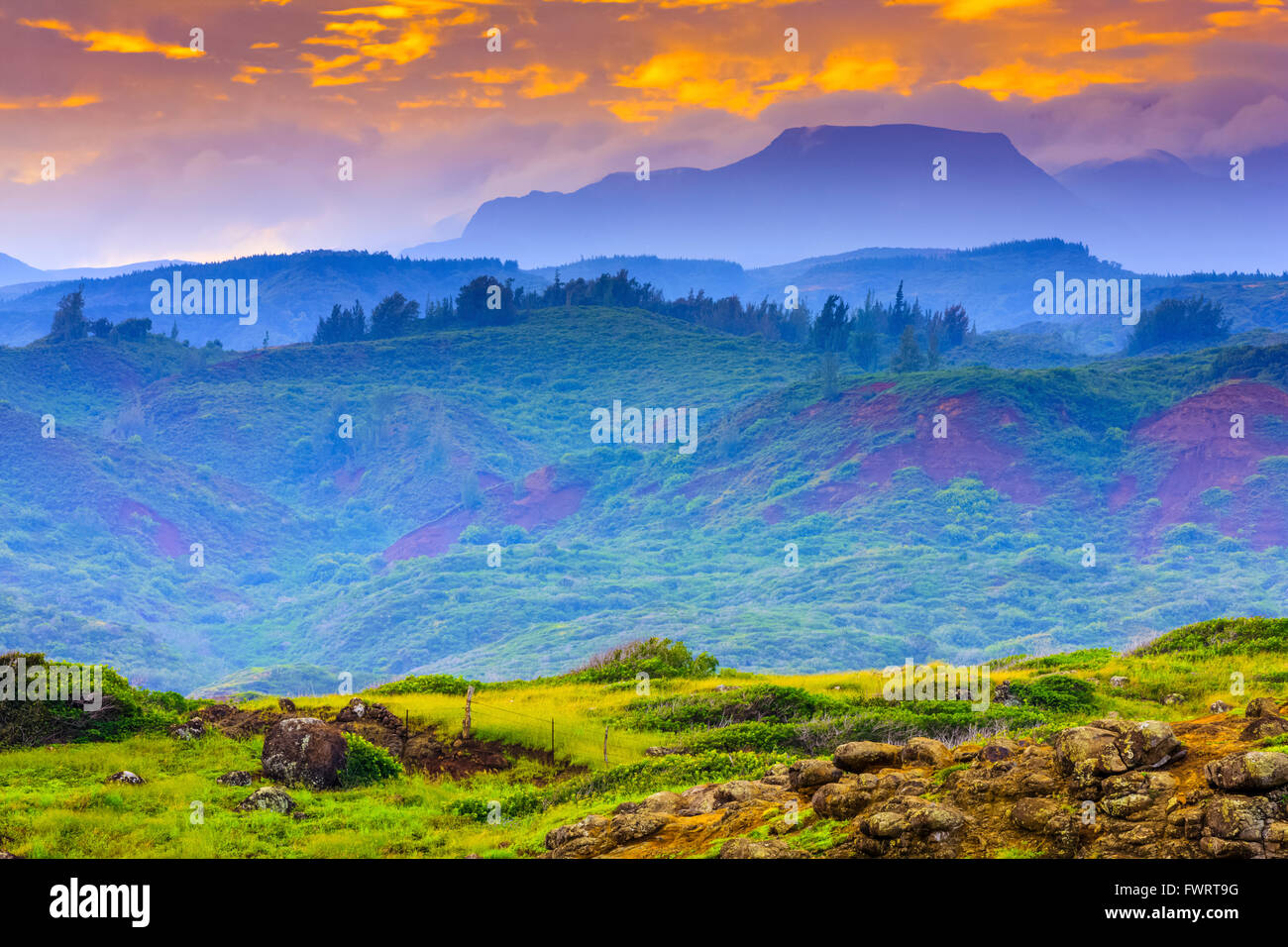 Cattle ranching hawaii hi-res stock photography and images - Alamy
