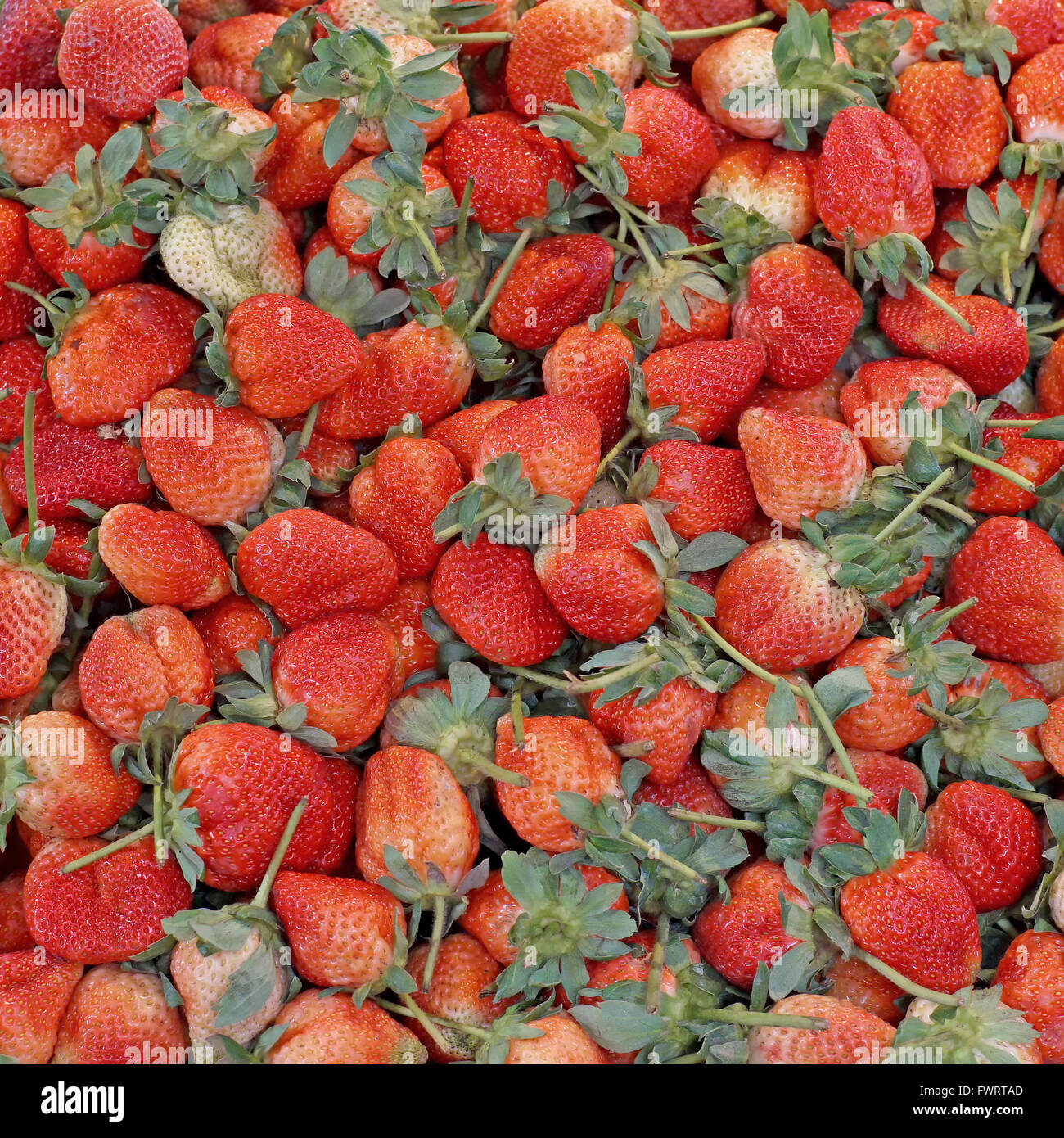 pile of fresh strawberry harvest from organic farm Stock Photo - Alamy