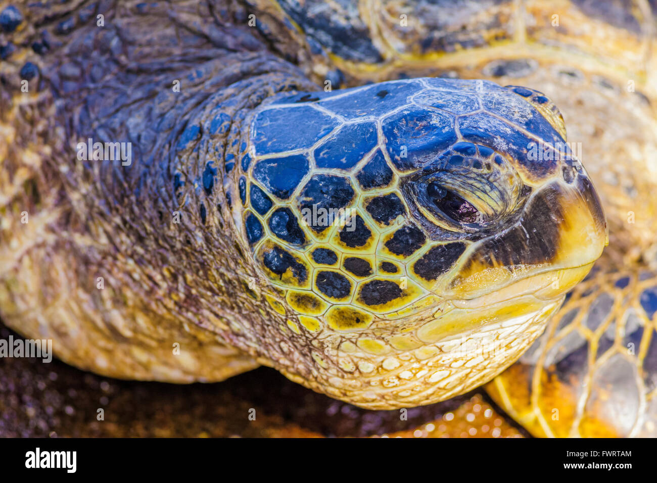 Hawaiian green sea turtle Stock Photo - Alamy