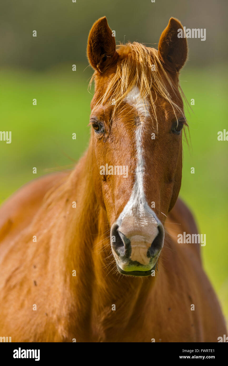 Sunlit horse mane photograph hi-res stock photography and images - Alamy