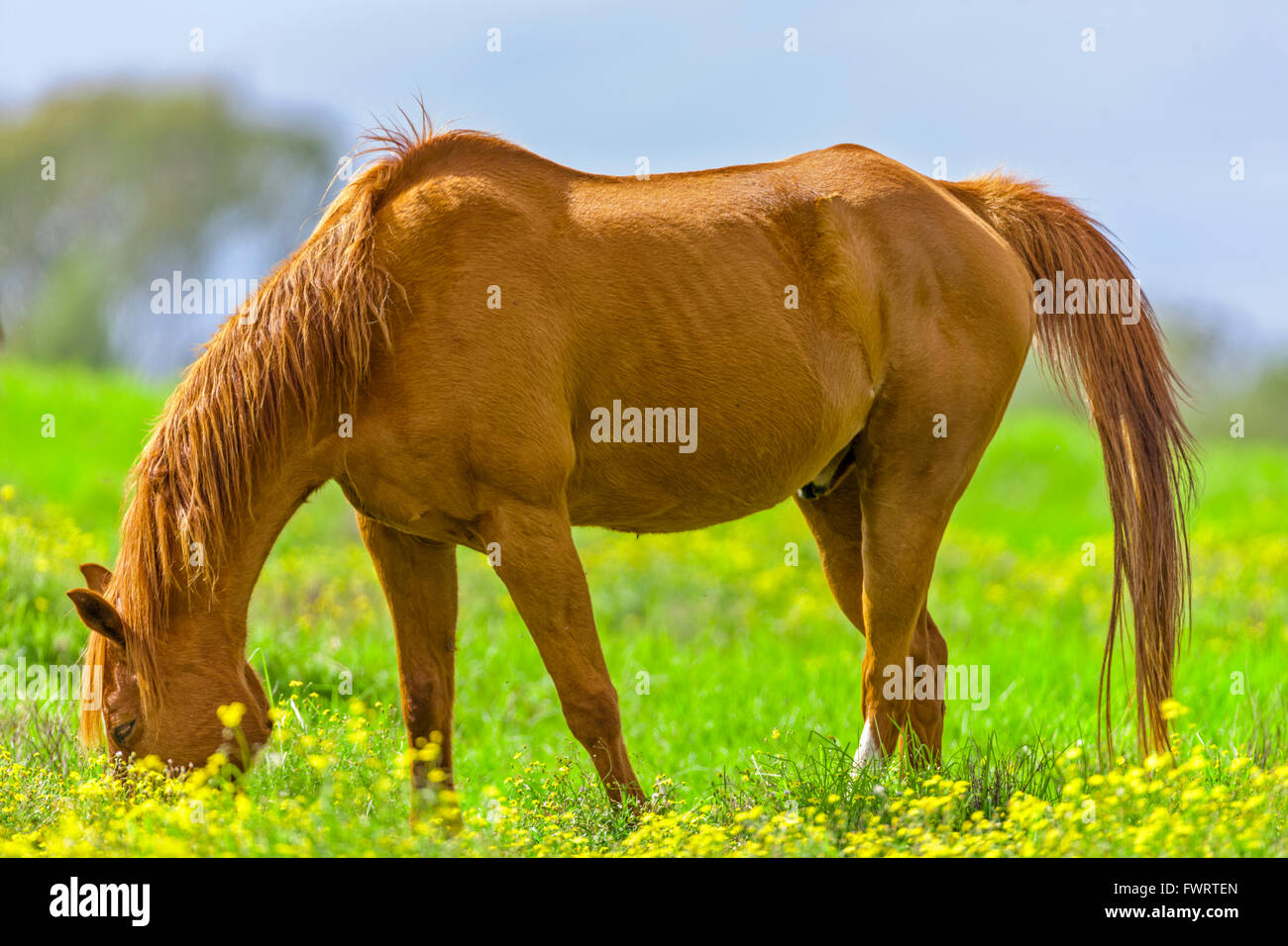 Hourse pasture on Maui Stock Photo - Alamy