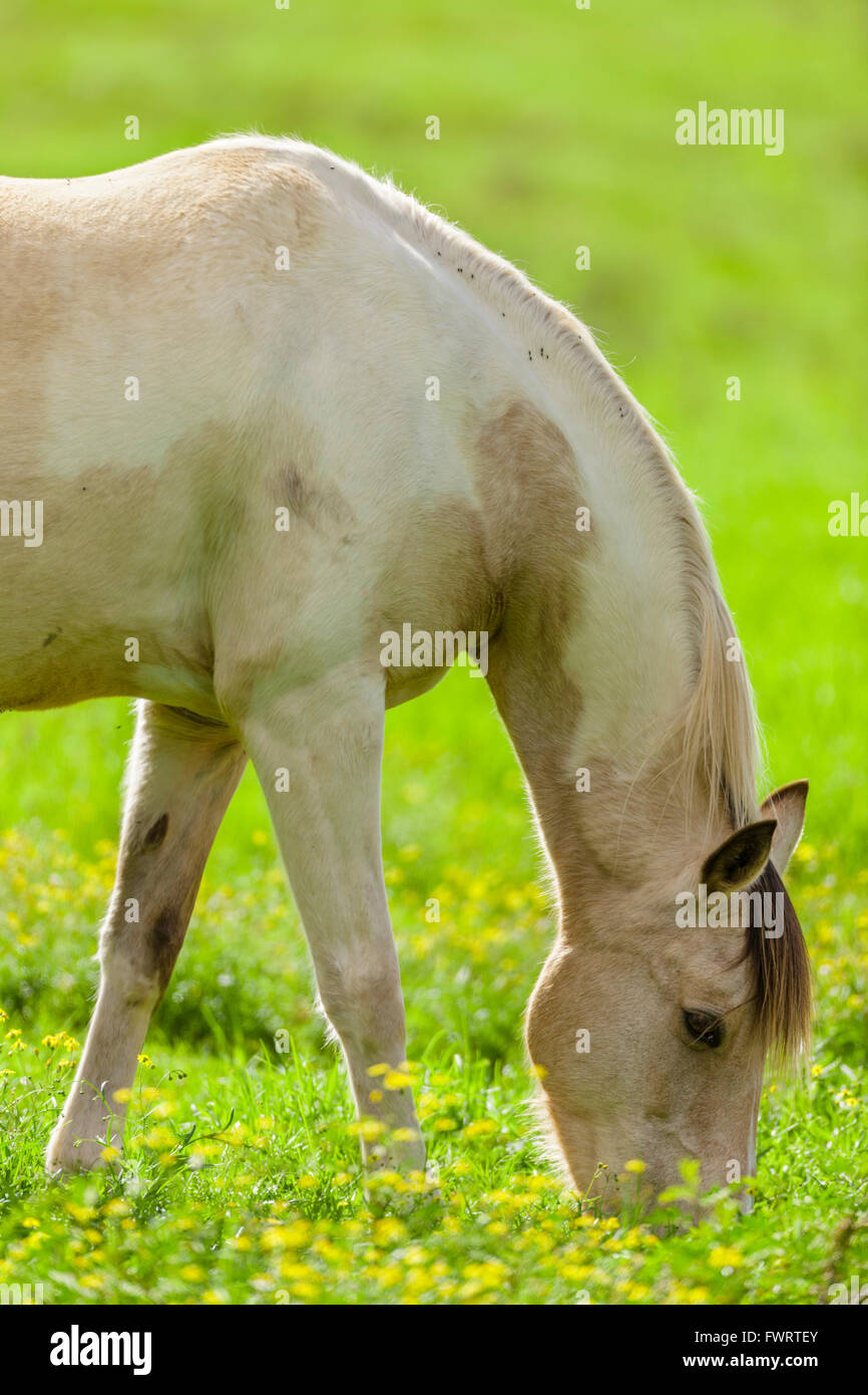 Hourse pasture on Maui Stock Photo - Alamy