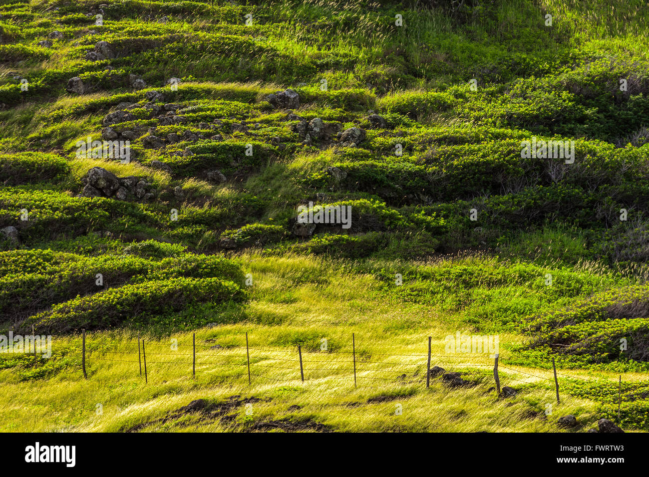 Cattle ranching hawaii hi-res stock photography and images - Alamy