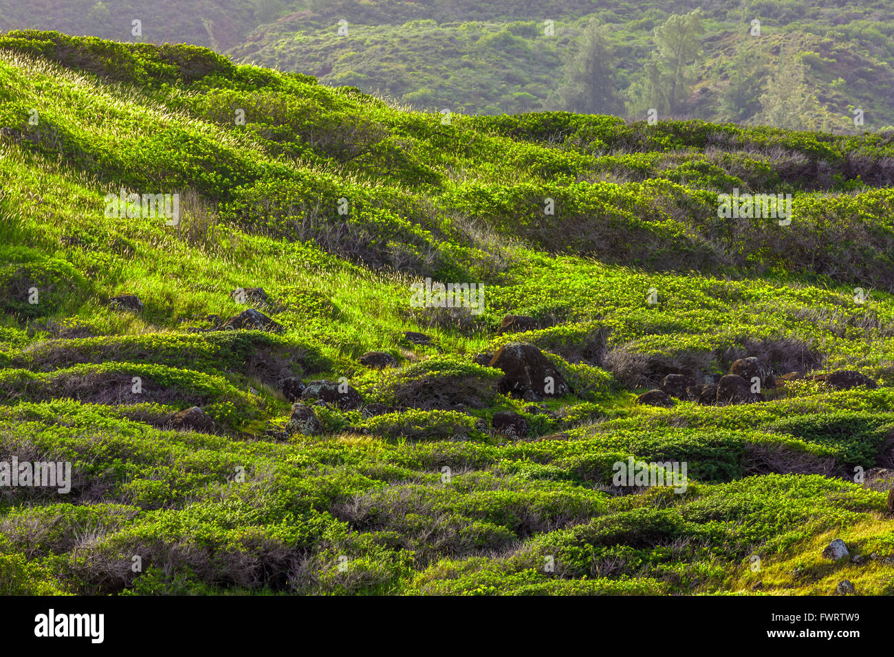 Pasture on North Maui Stock Photo - Alamy
