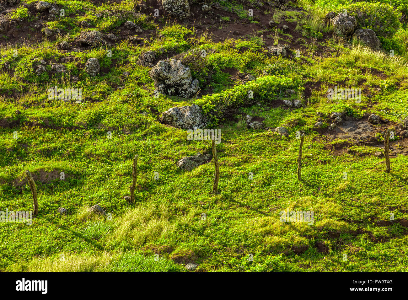 Pasture soil hi-res stock photography and images - Alamy