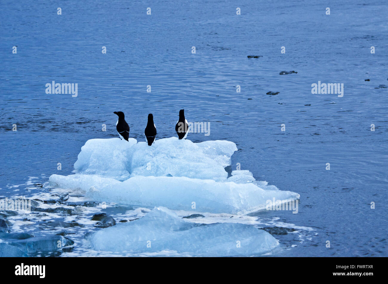 Iceberg and common murres hi-res stock photography and images - Alamy