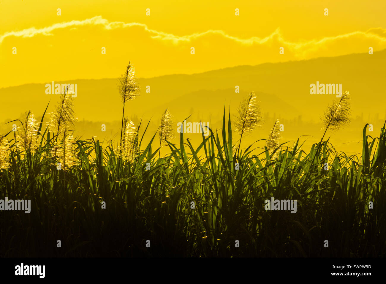 Sugar cain hi-res stock photography and images - Alamy