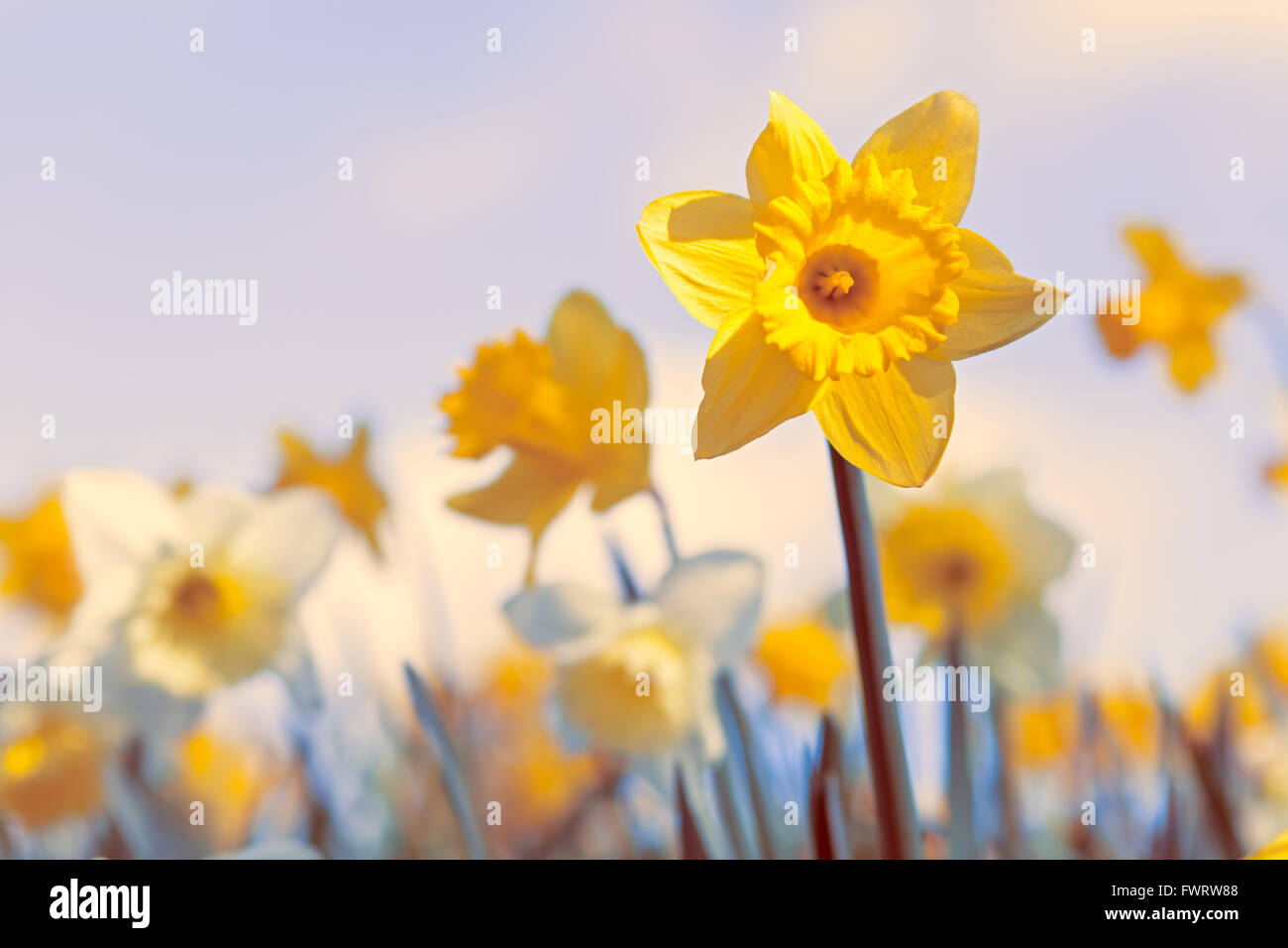 Spring Daffodil Flowers Background, Vivid Pastel Colors Shallow Depth ...