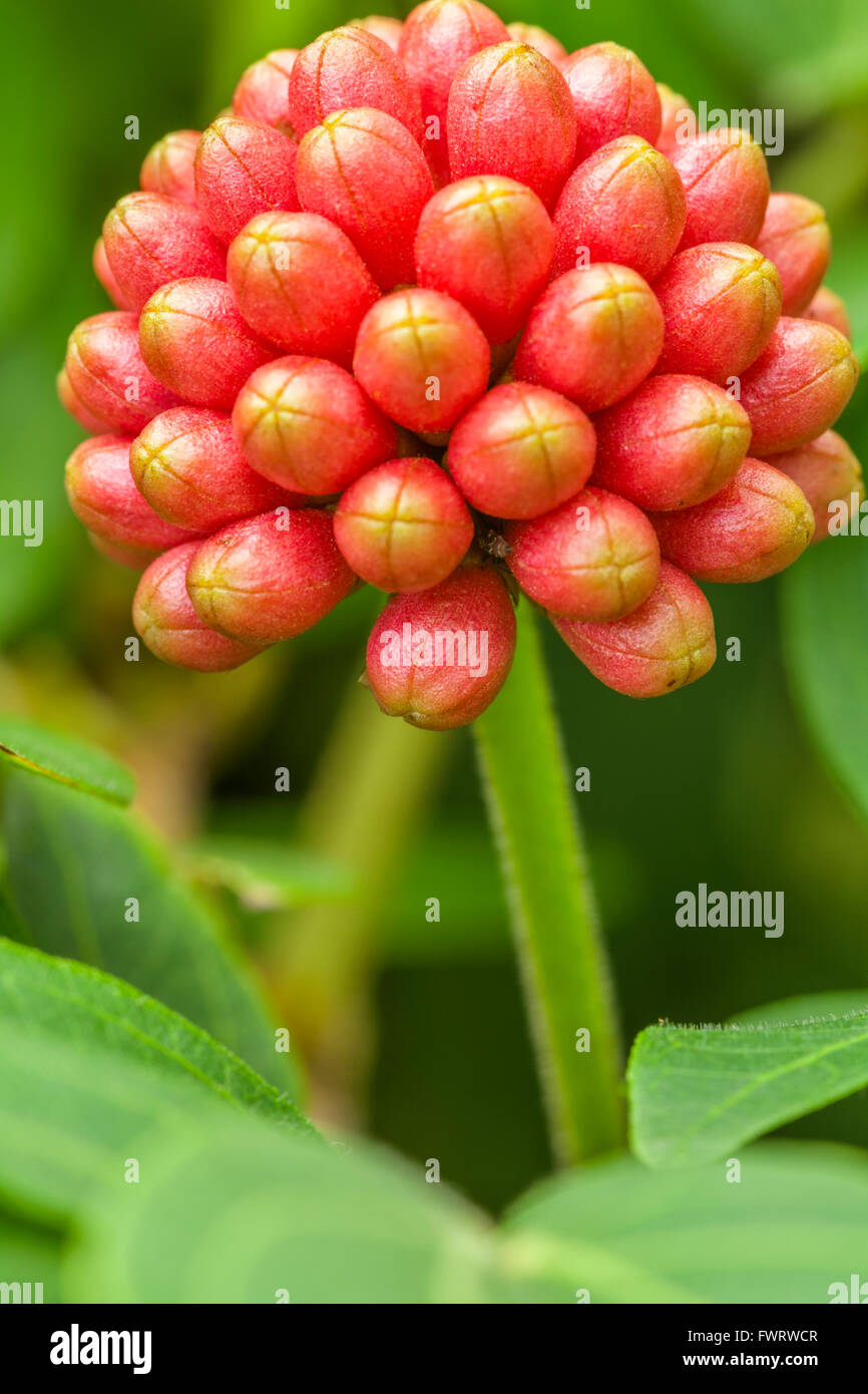 bud cluster Ohia Lehua Hawaii Stock Photo - Alamy