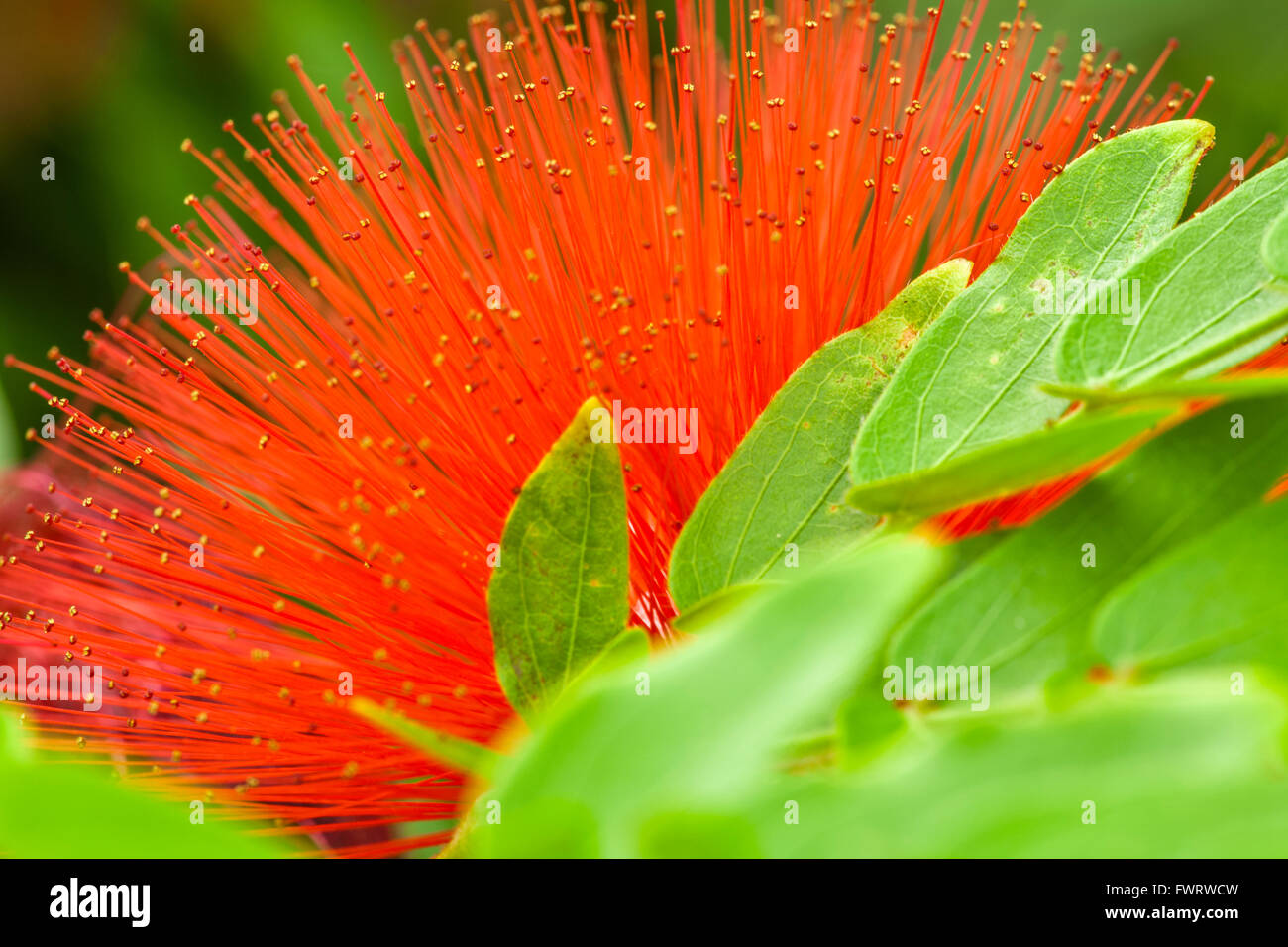 Ohia lehua blossom hi-res stock photography and images - Alamy