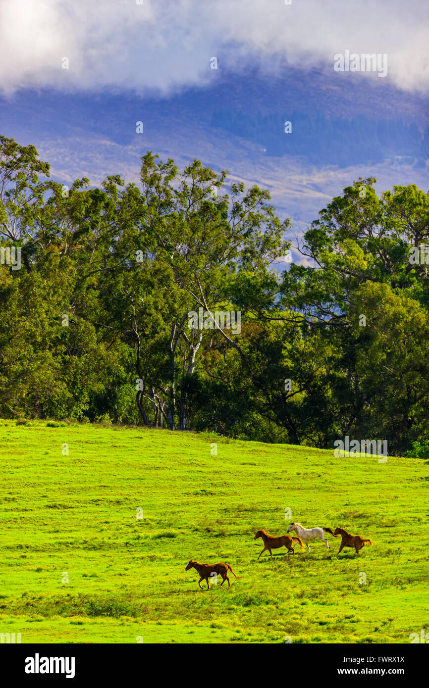horse ranch up country area on Maui Stock Photo - Alamy