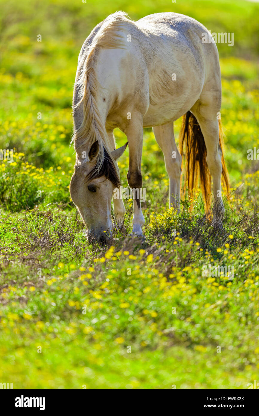 horse ranch, up country area on Maui Stock Photo - Alamy