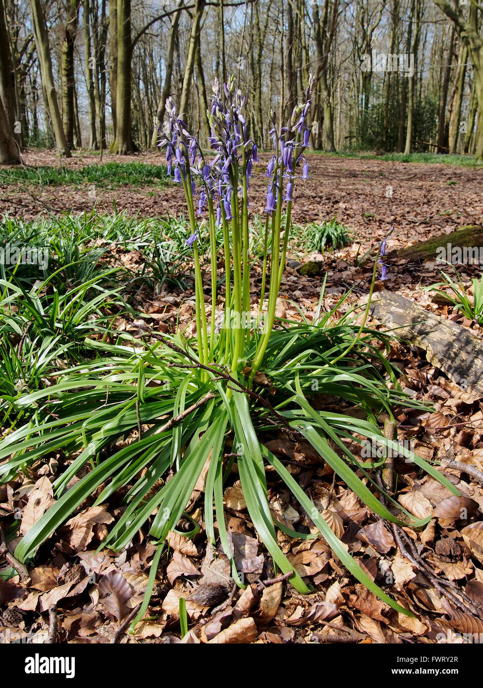 First bluebell of spring. A lone clump of bluebells flowers early in ...