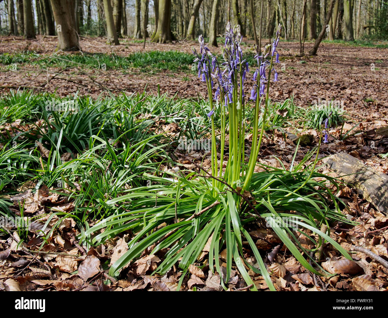 First bluebell of spring. A lone clump of bluebells flowers early in ...