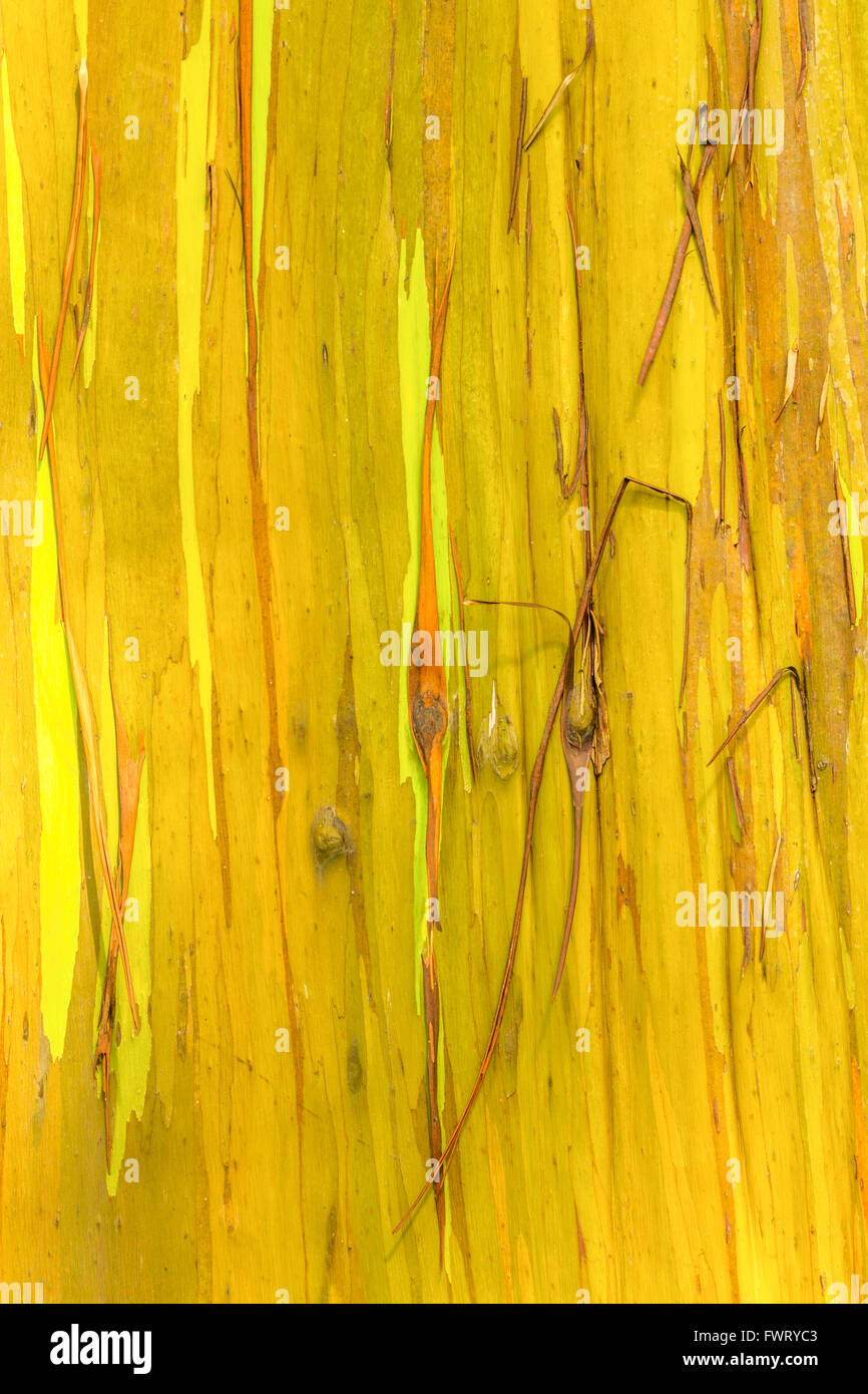 Rainbow Eucalyptus tree, Maui closeup trunk Stock Photo - Alamy