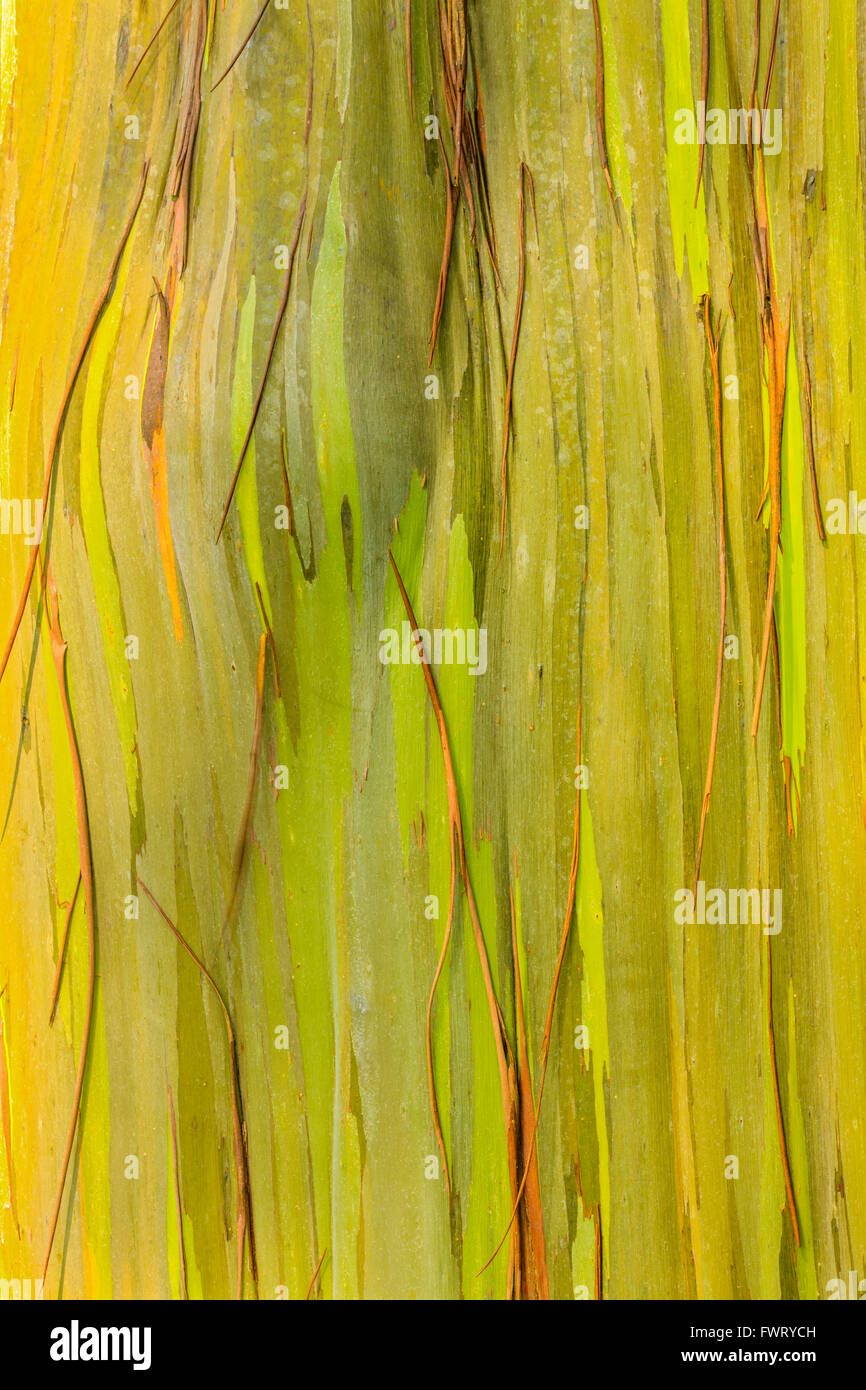 Rainbow Eucalyptus tree trunk Maui Stock Photo - Alamy
