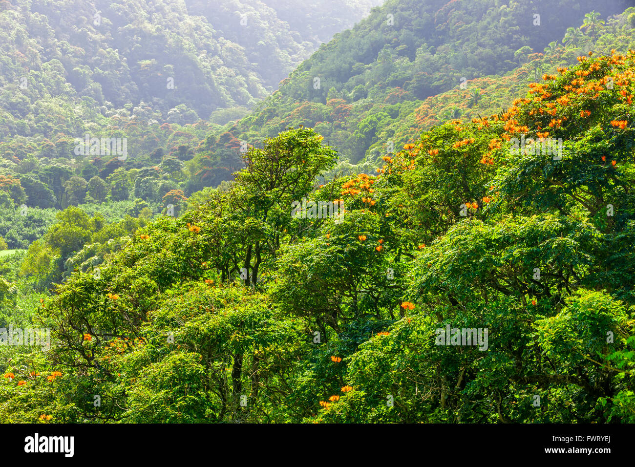 Hana Coast rain forest, Maui featuring Tulip Trees Stock Photo - Alamy