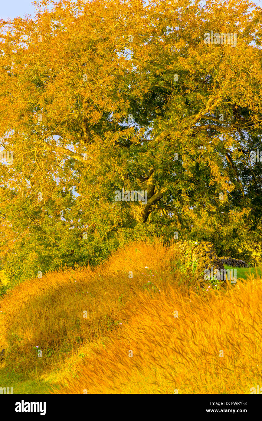 meadow with tree , Upcountry, Maui Stock Photo - Alamy