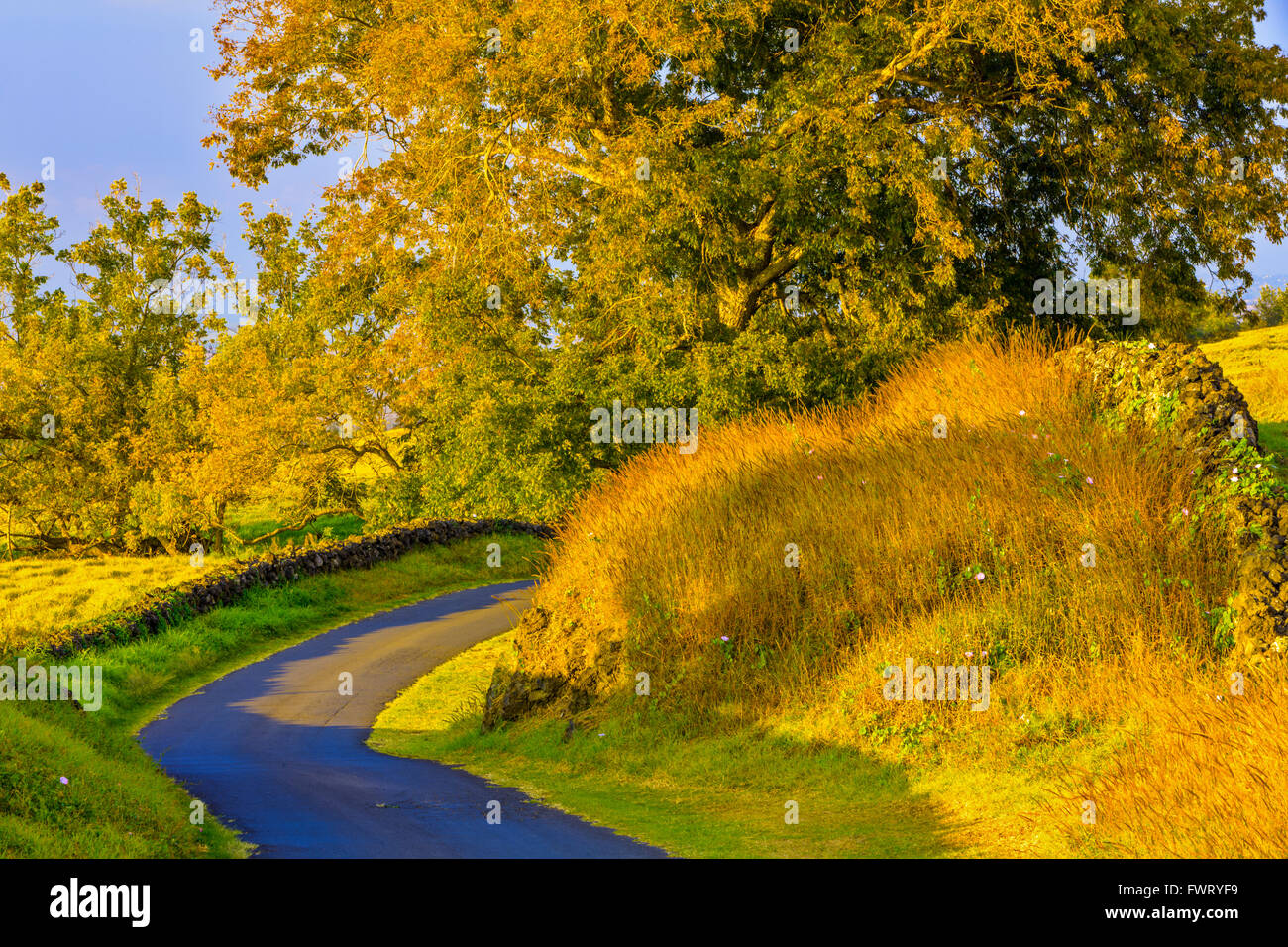 Thompson ranch maui hi-res stock photography and images - Alamy