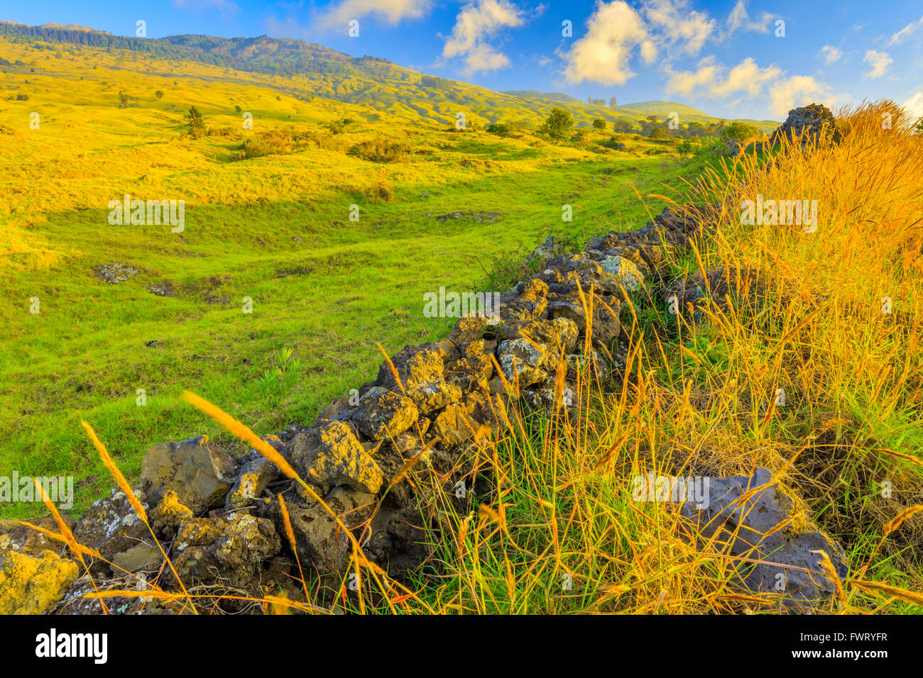 Thompson ranch maui hi-res stock photography and images - Alamy