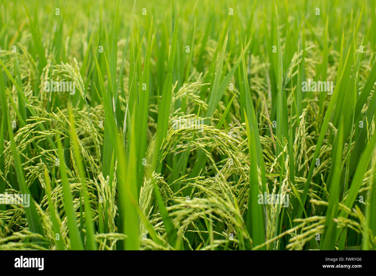 Green grass on rice field closeup Stock Photo - Alamy