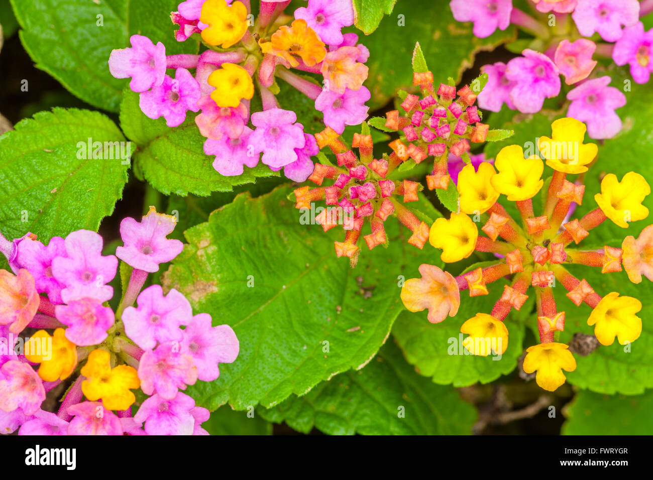 Lantana flowers Maui Stock Photo - Alamy