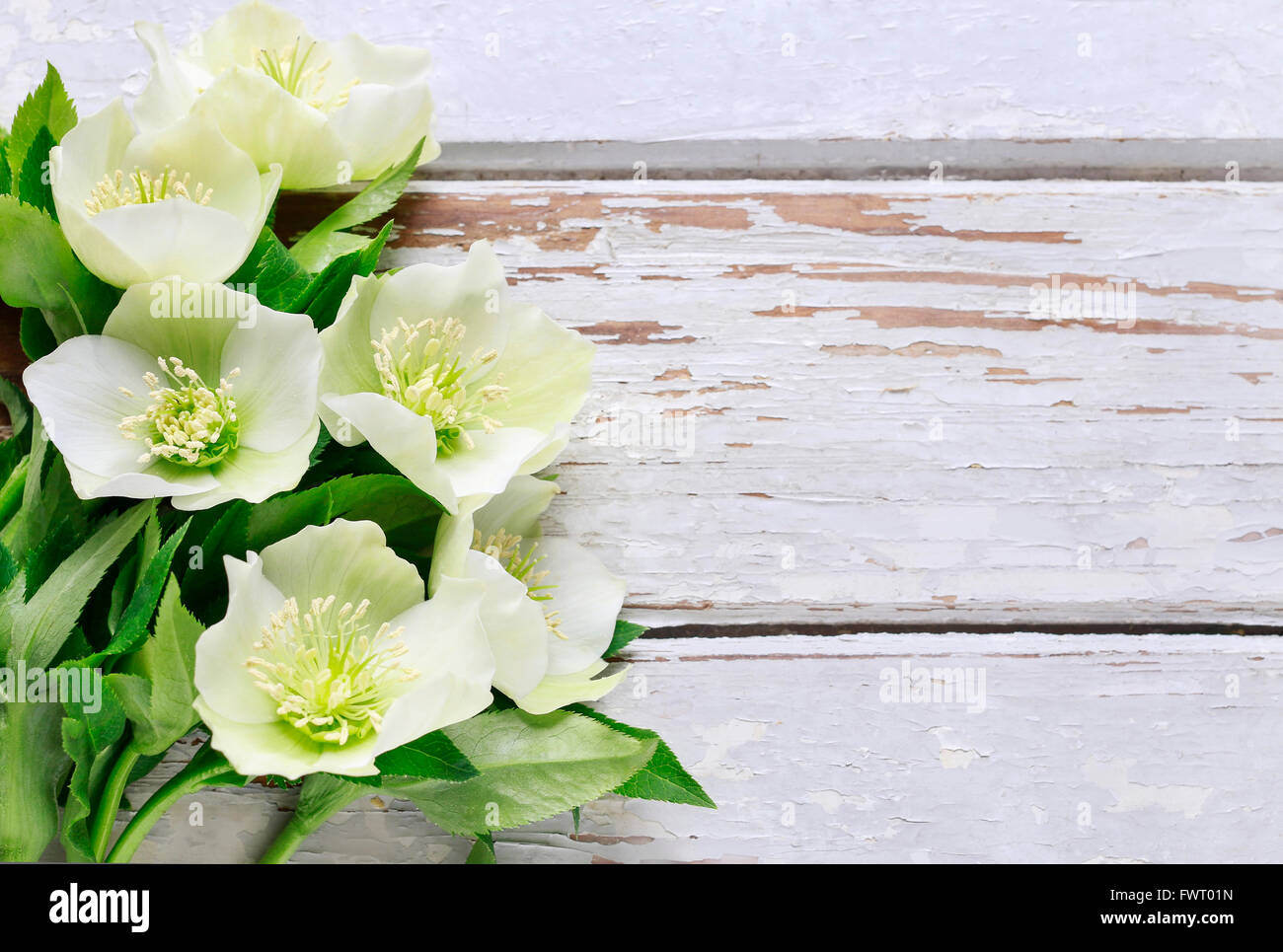 Hellebore flowers (helleborus orientalis) on wooden background, copy ...
