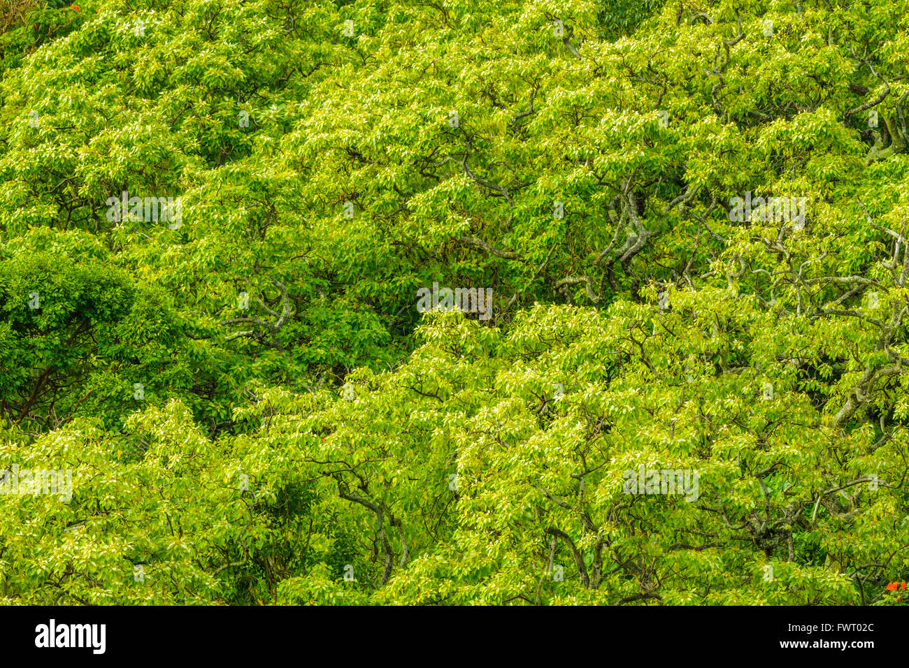 Koa Tree Hawaii High Resolution Stock Photography and Images - Alamy