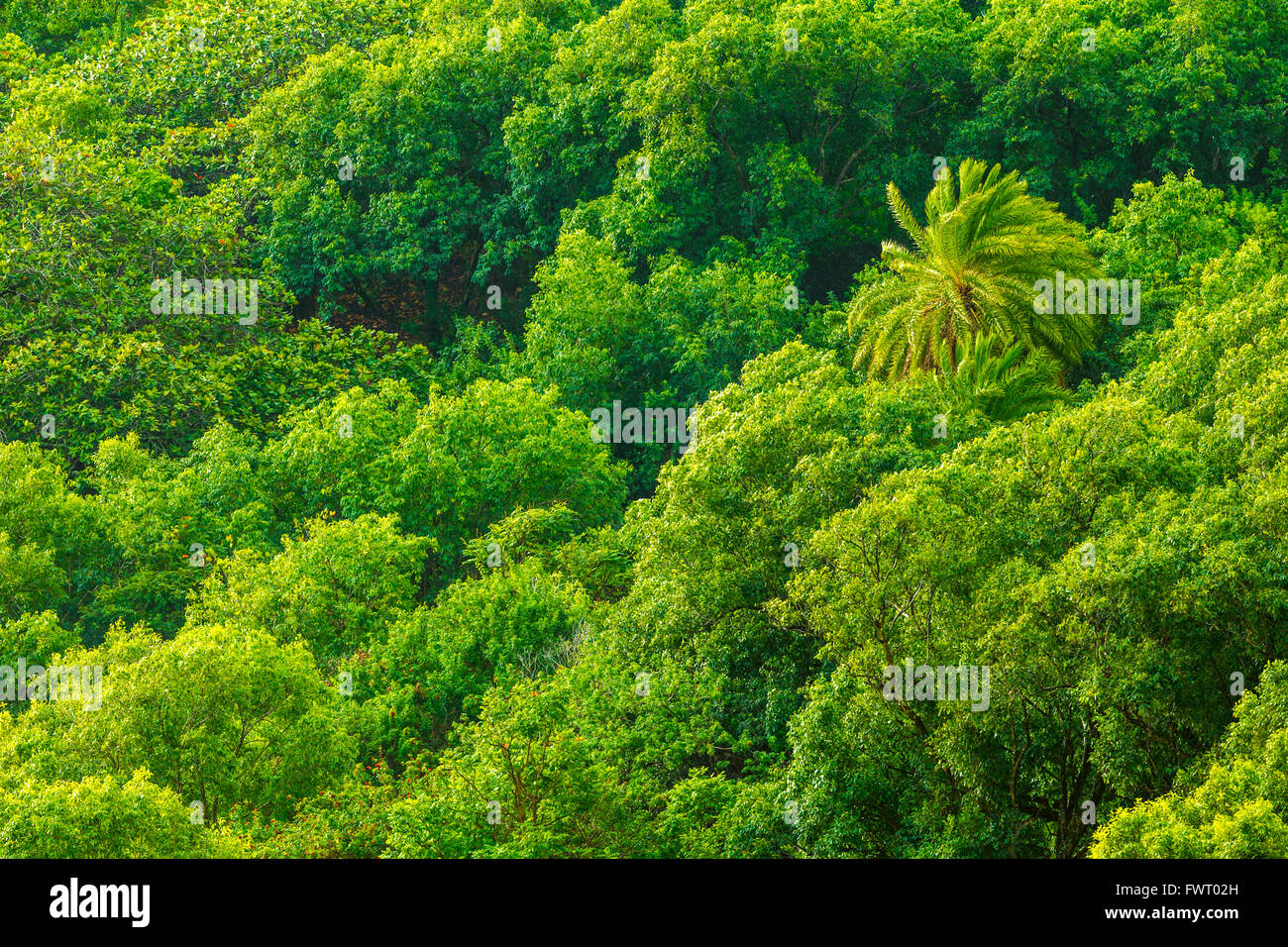 rain forest, Hawaii Stock Photo - Alamy