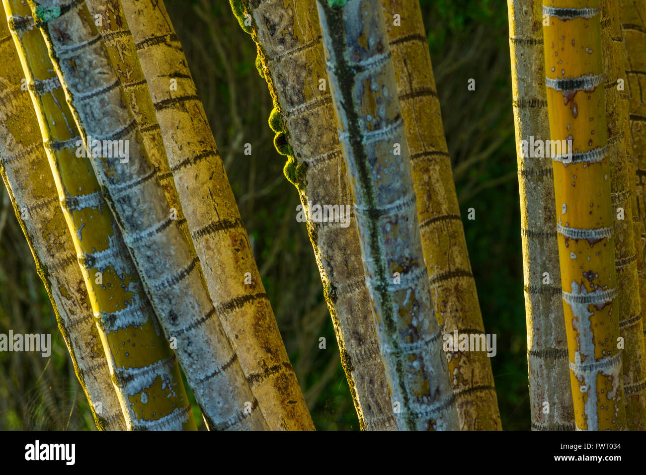 closeup of bamboo stalks Stock Photo - Alamy