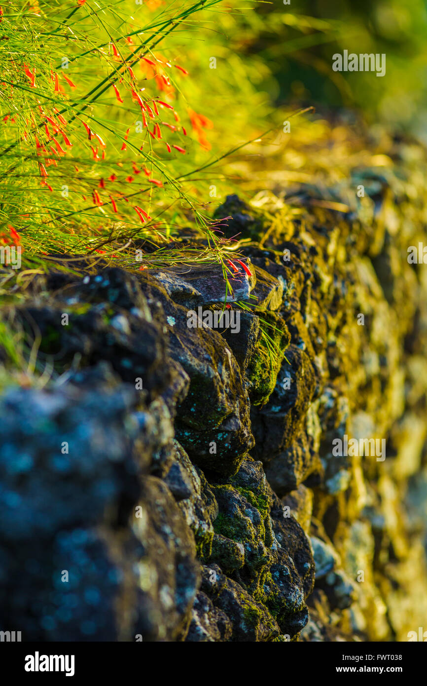 Firecracker plant growing on lava stone wall, Maui Stock Photo - Alamy