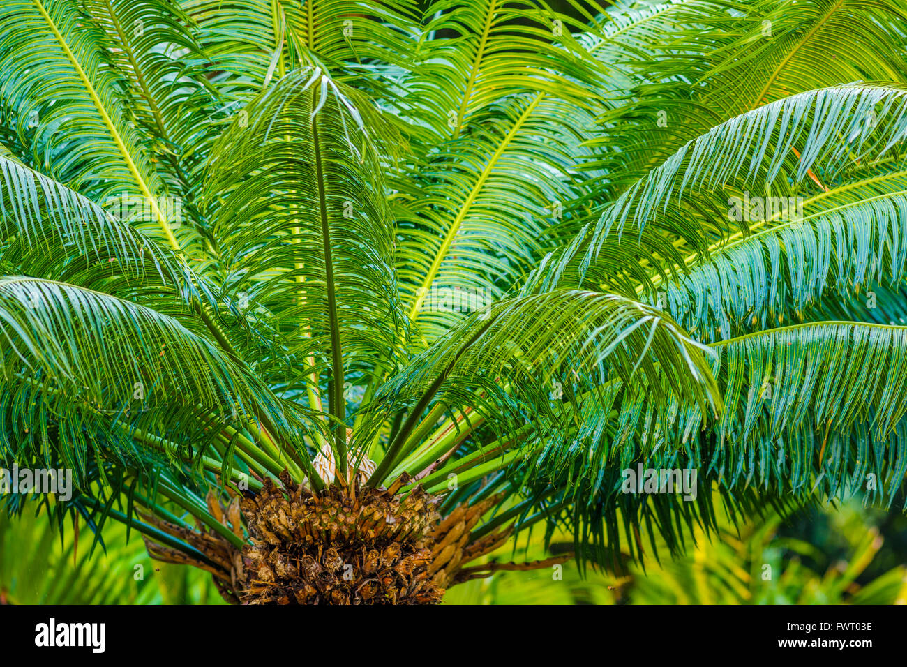 Sago palm trunk hi-res stock photography and images - Alamy