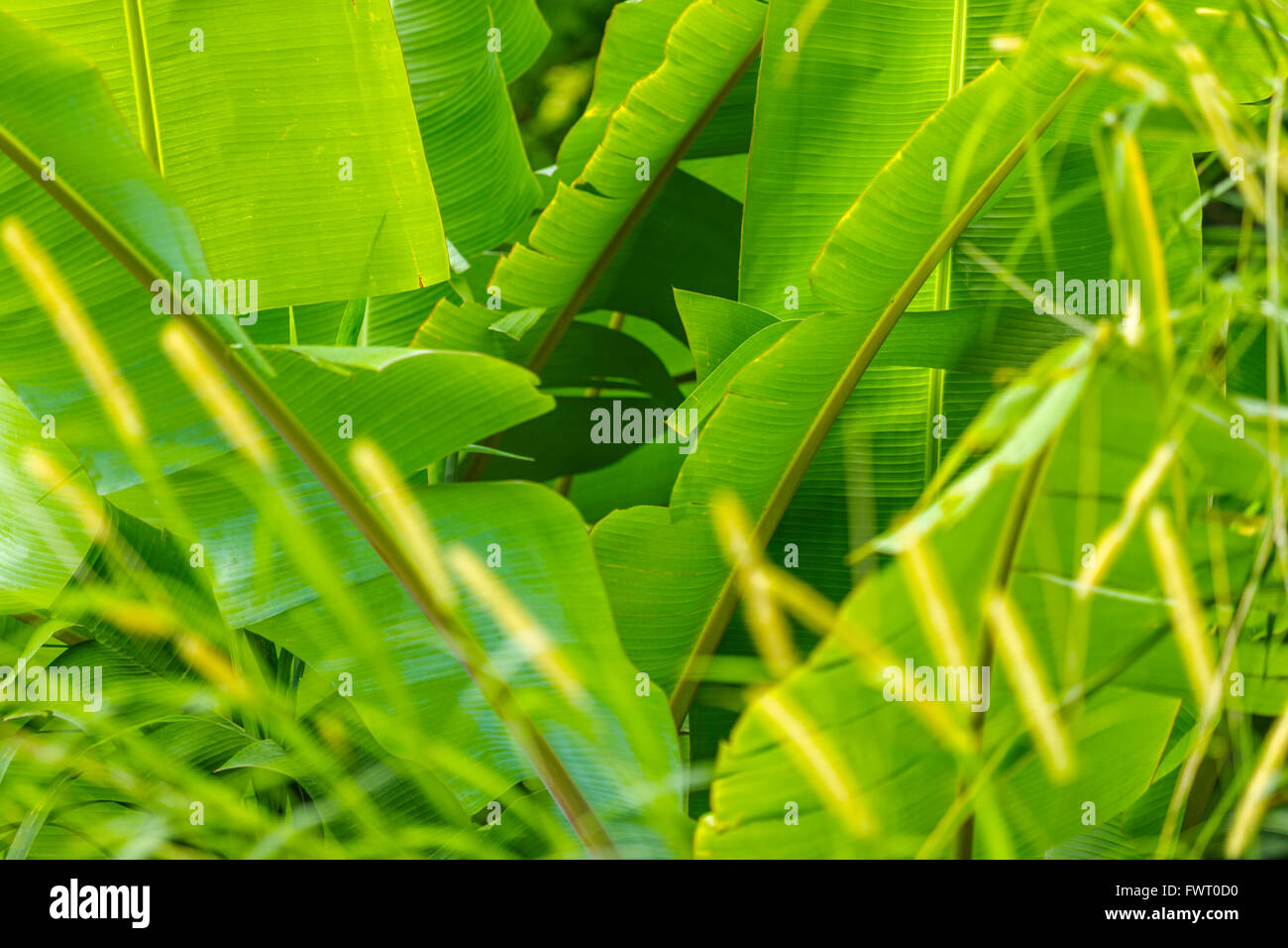 Banana fronds hi-res stock photography and images - Alamy