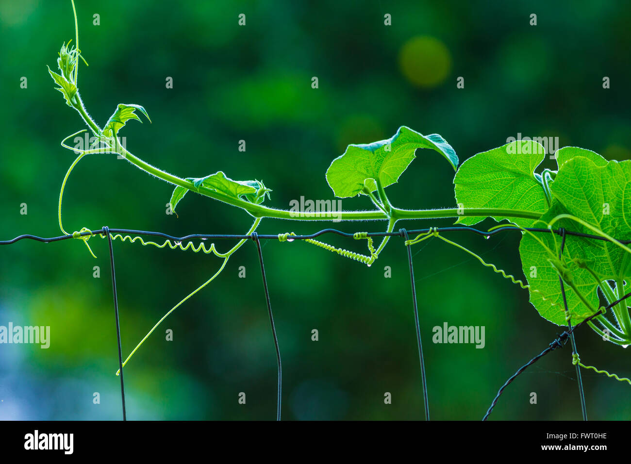 Vine attached to wire hi-res stock photography and images - Alamy