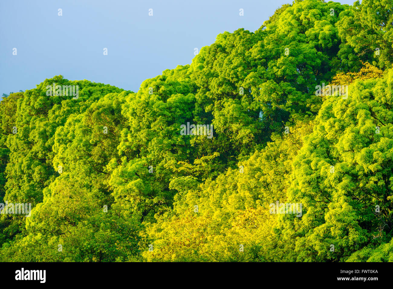 Tropical rainforest canopy trees hi-res stock photography and images ...