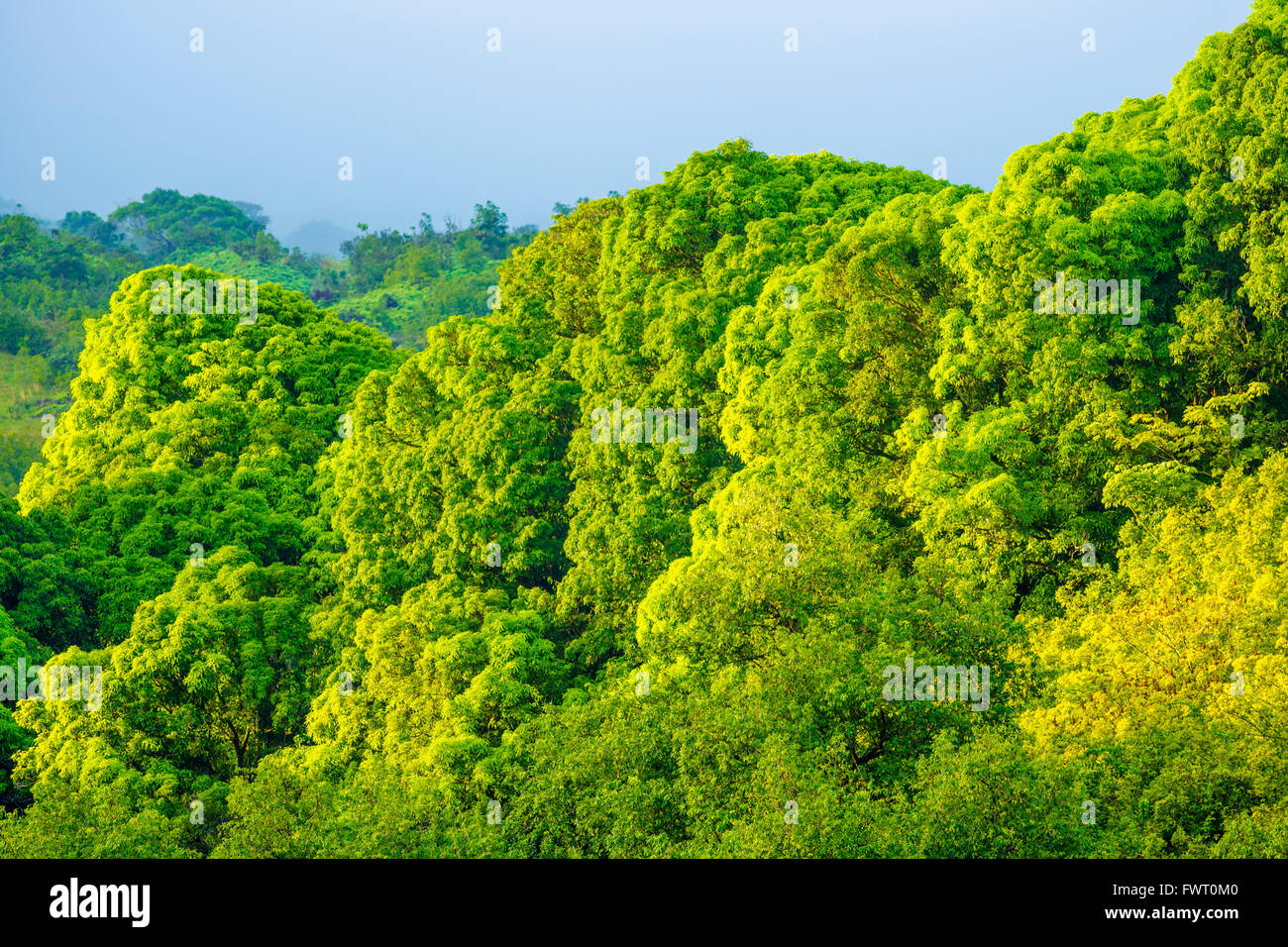 Moist broadleaf tropical rainforest hi-res stock photography and images ...