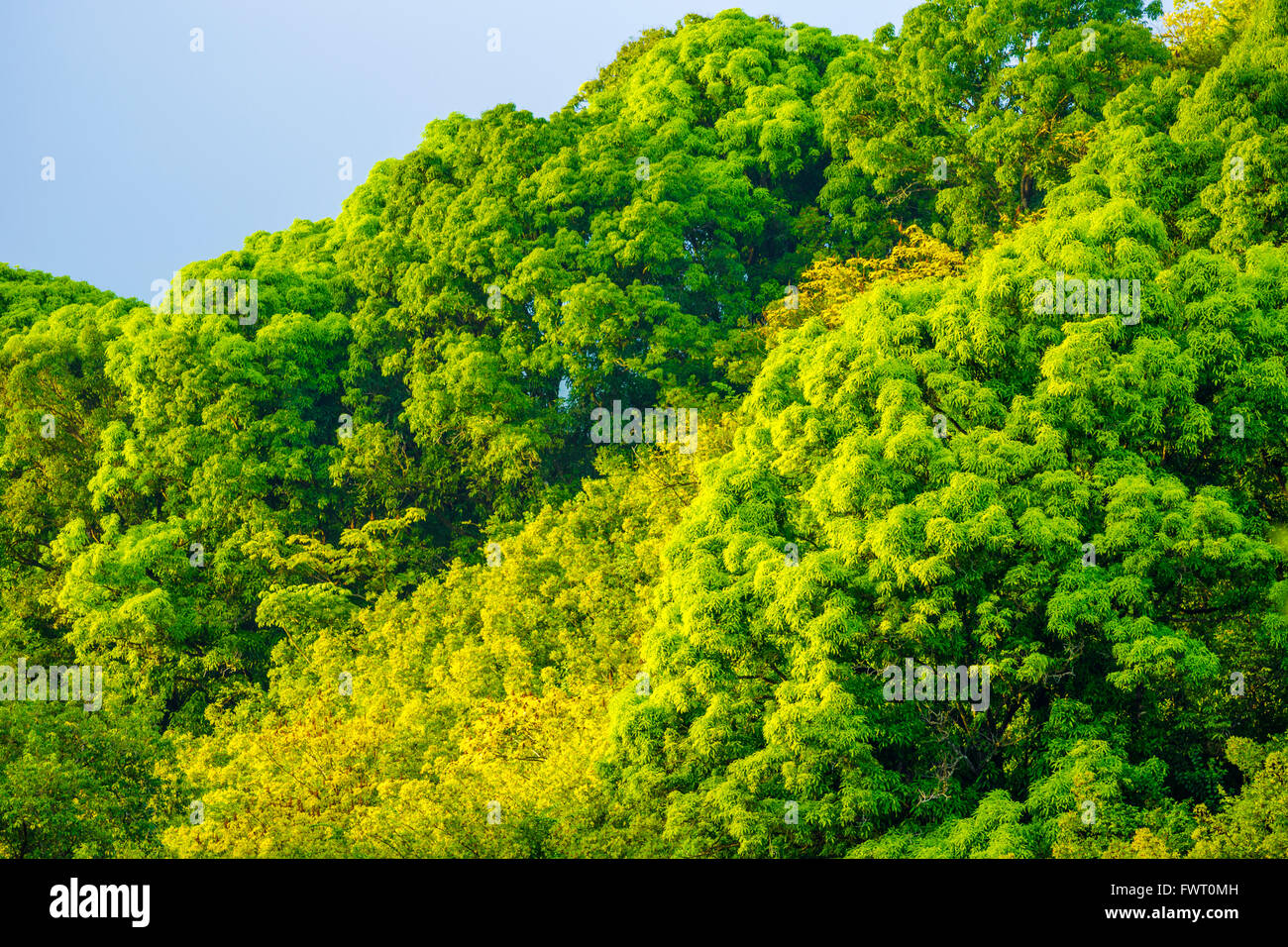 Tropical rainforest canopy trees hi-res stock photography and images ...