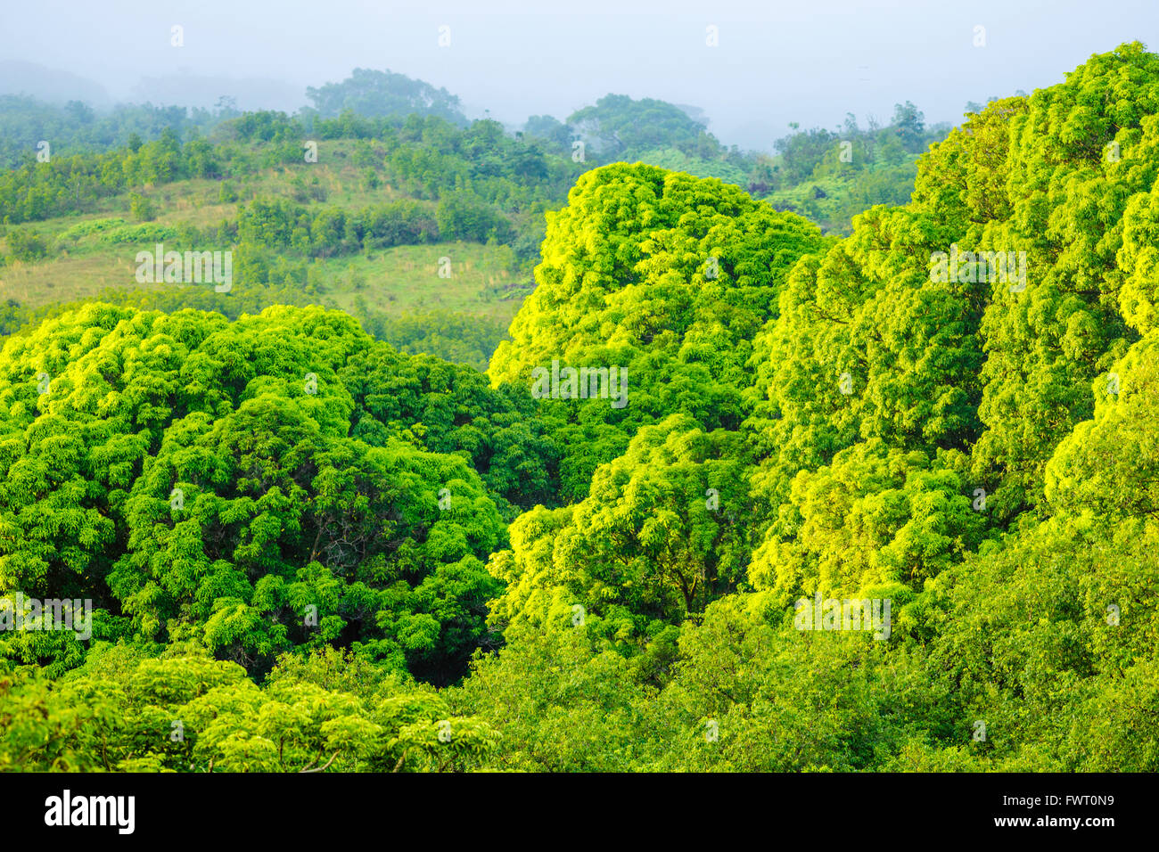 Tropical rainforest canopy trees hi-res stock photography and images ...