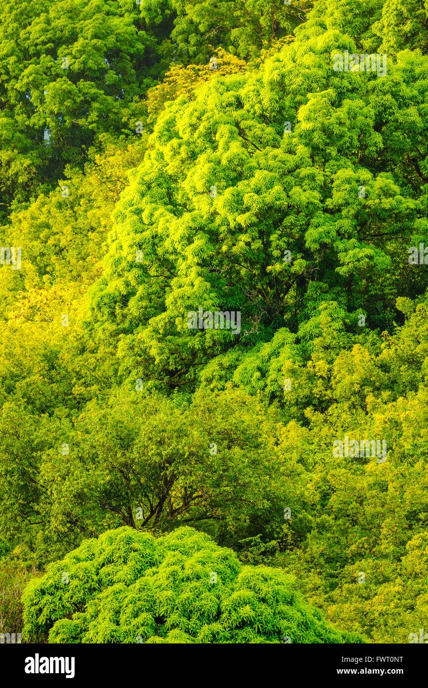 rain forest, Maui Stock Photo - Alamy