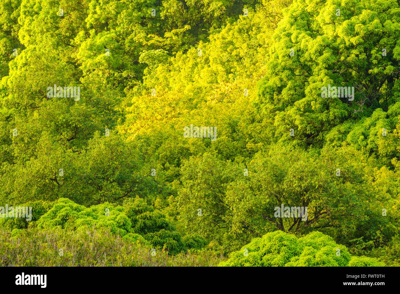 Moist broadleaf tropical rainforest hi-res stock photography and images ...