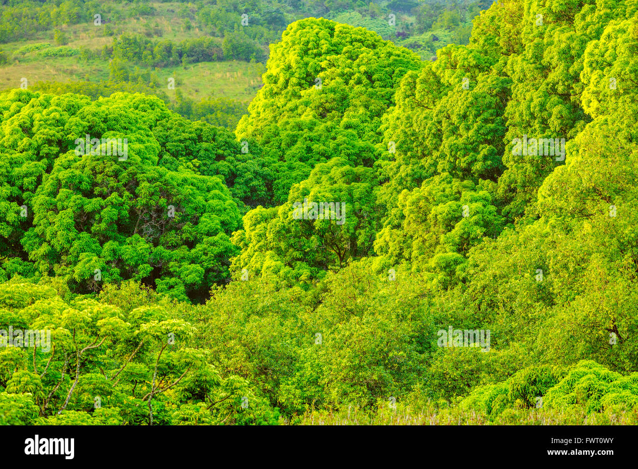 Moist broadleaf forest hi-res stock photography and images - Alamy
