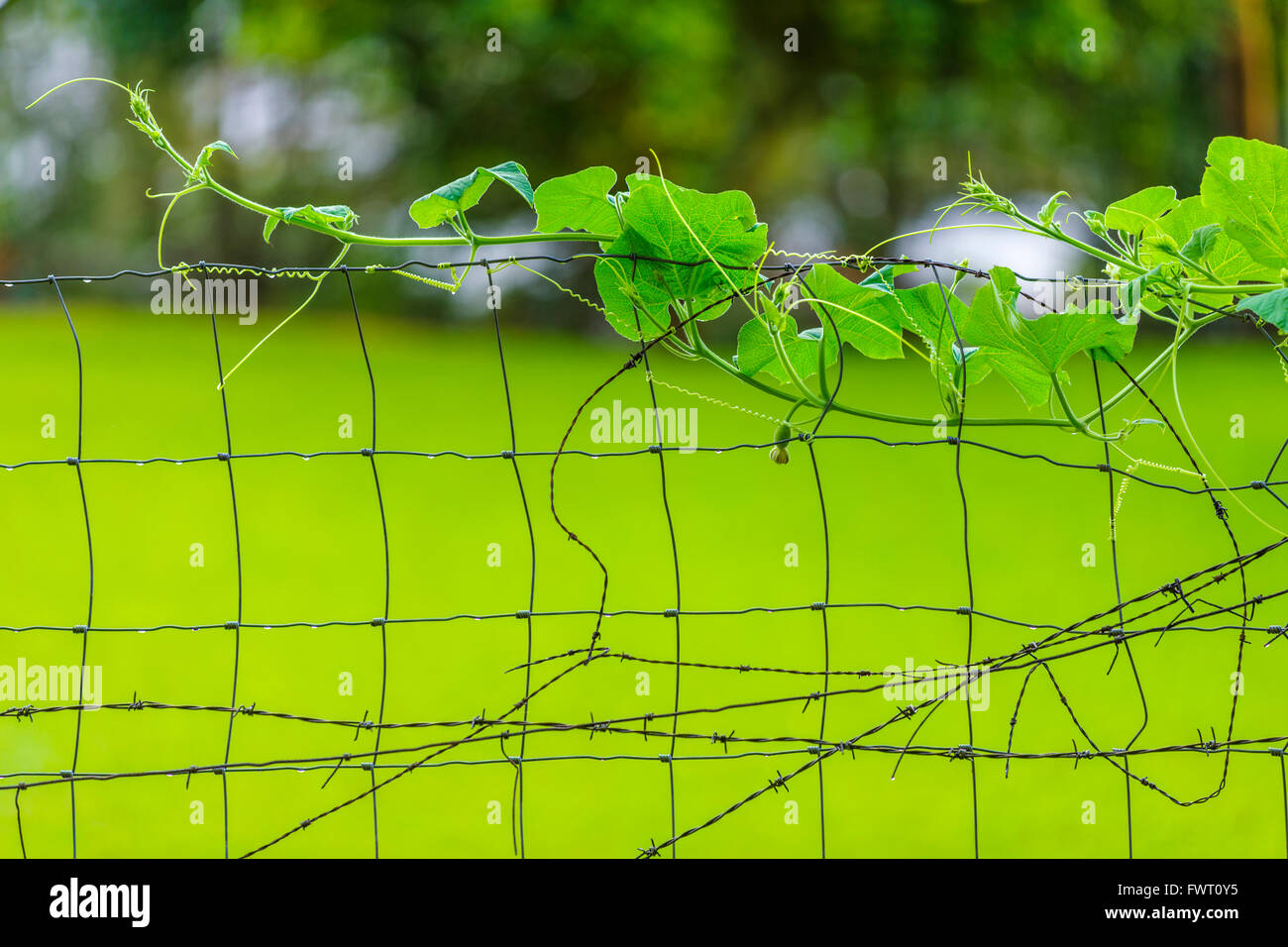 Vine attached to wire hi-res stock photography and images - Alamy