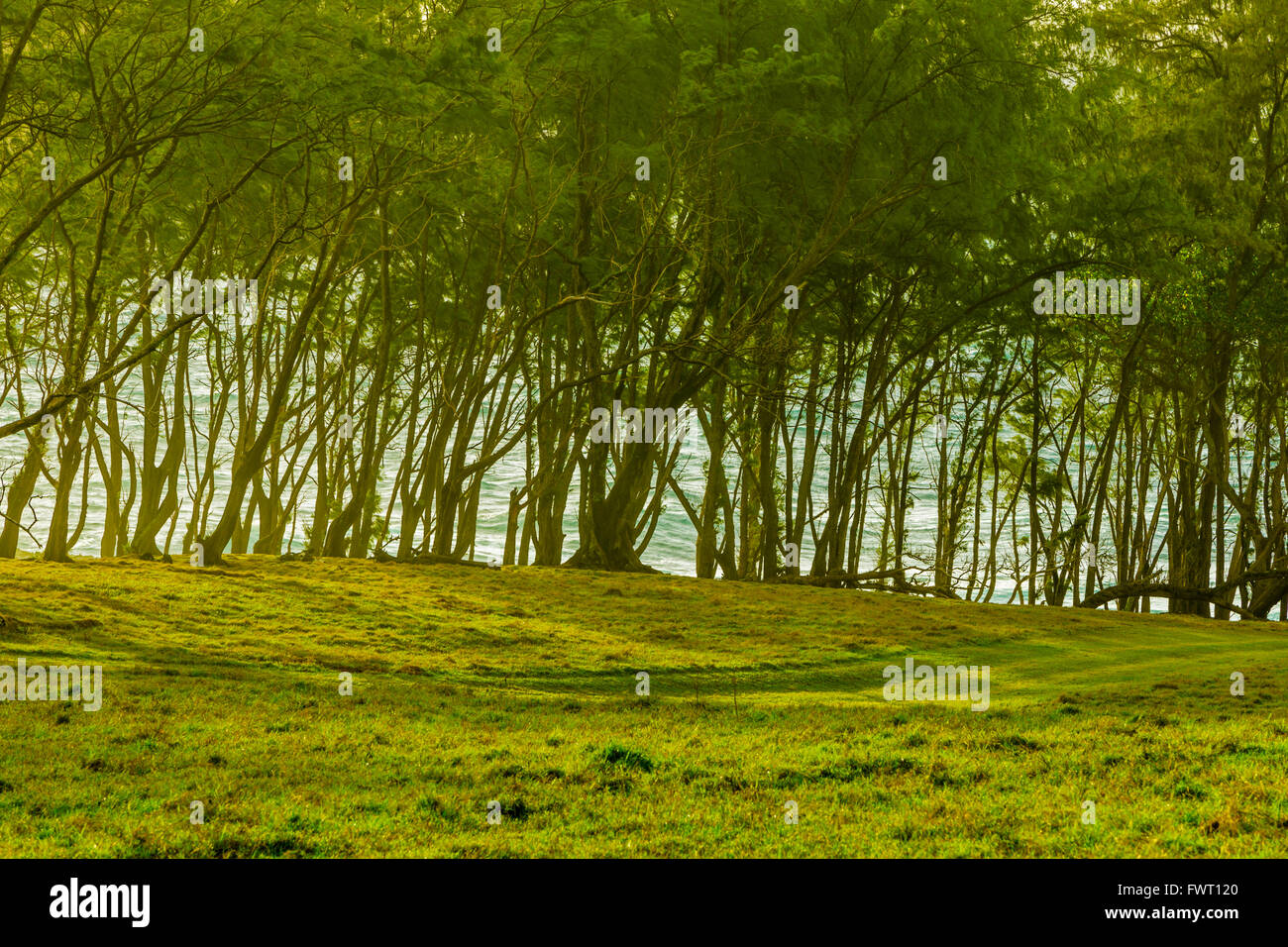 coastal forest and pasture, Maui Stock Photo - Alamy