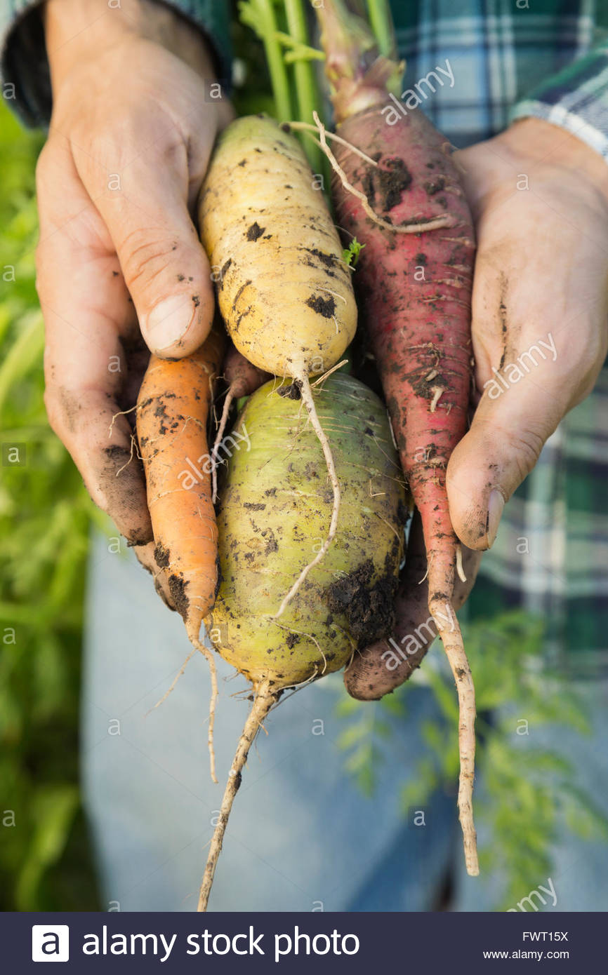 Man root hi-res stock photography and images - Alamy