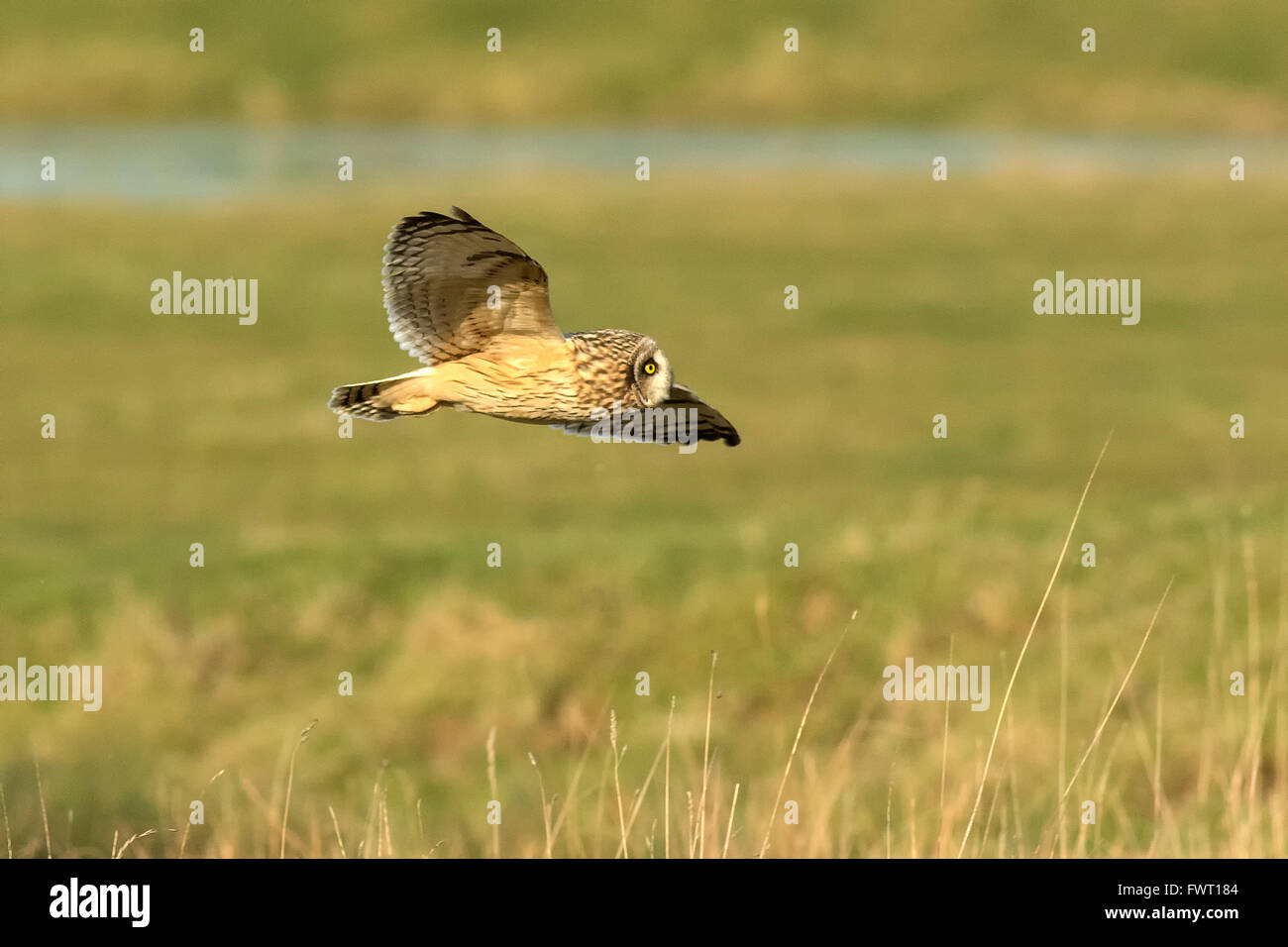 Short-Eared Owl in Flight Stock Photo - Alamy