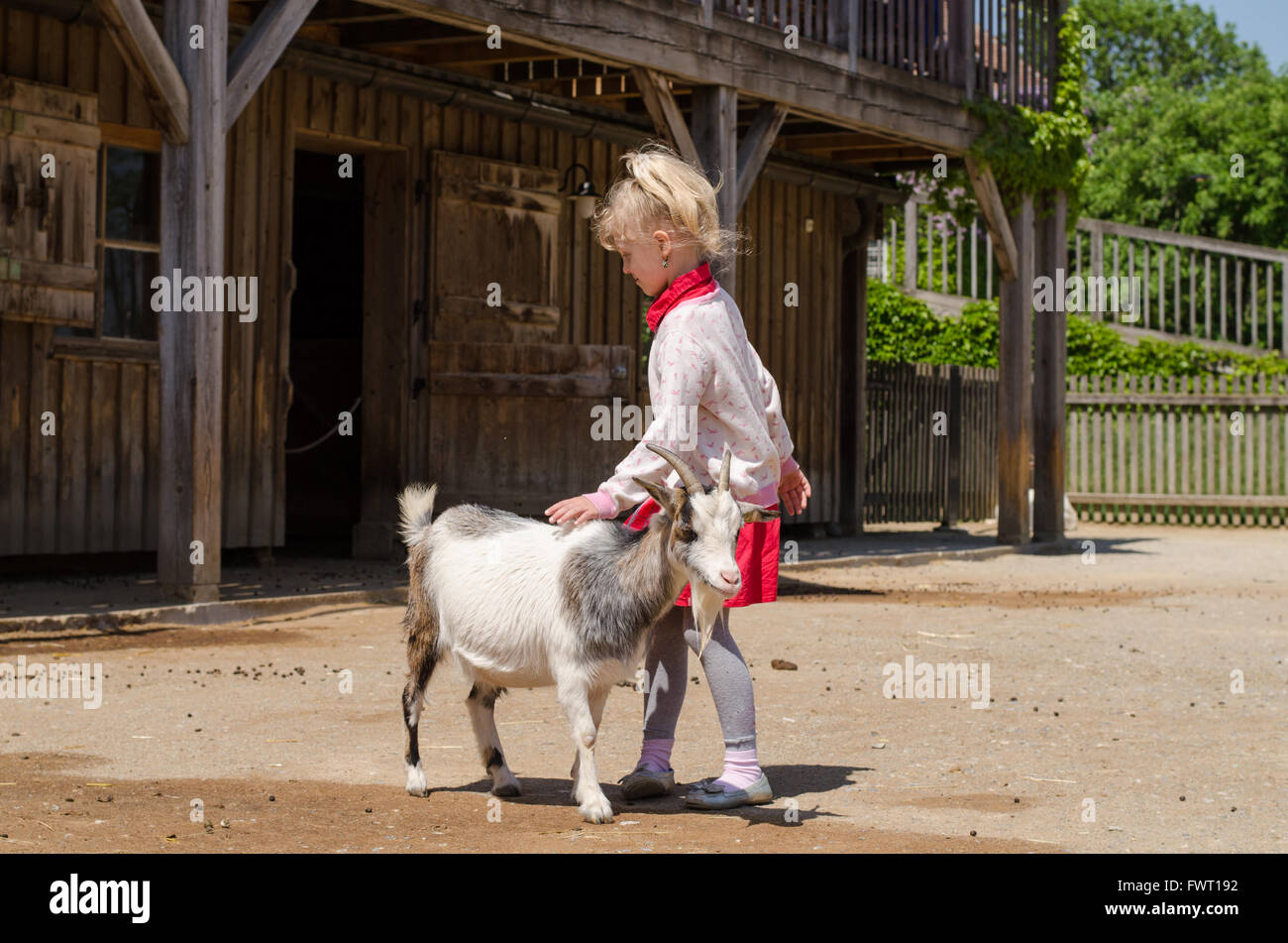 blond girl touching white baby goat Stock Photo - Alamy