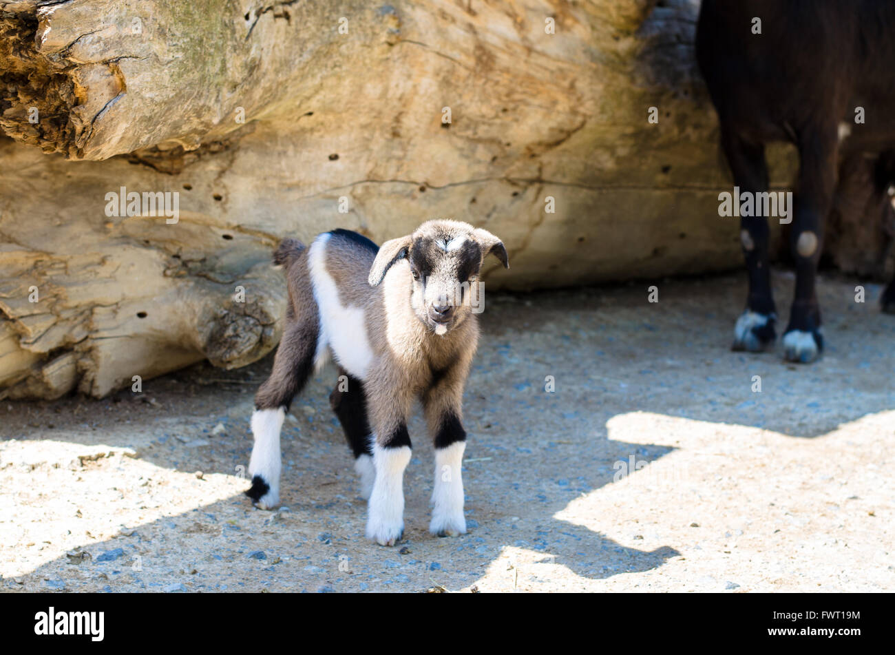 beautiful small baby goat animal Stock Photo - Alamy