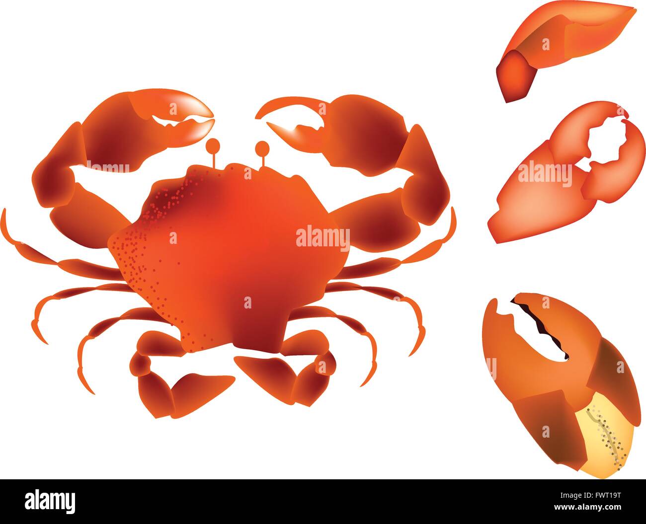 Cuisine and Food, Illustration of Crab with Legs and Crab Claws ...