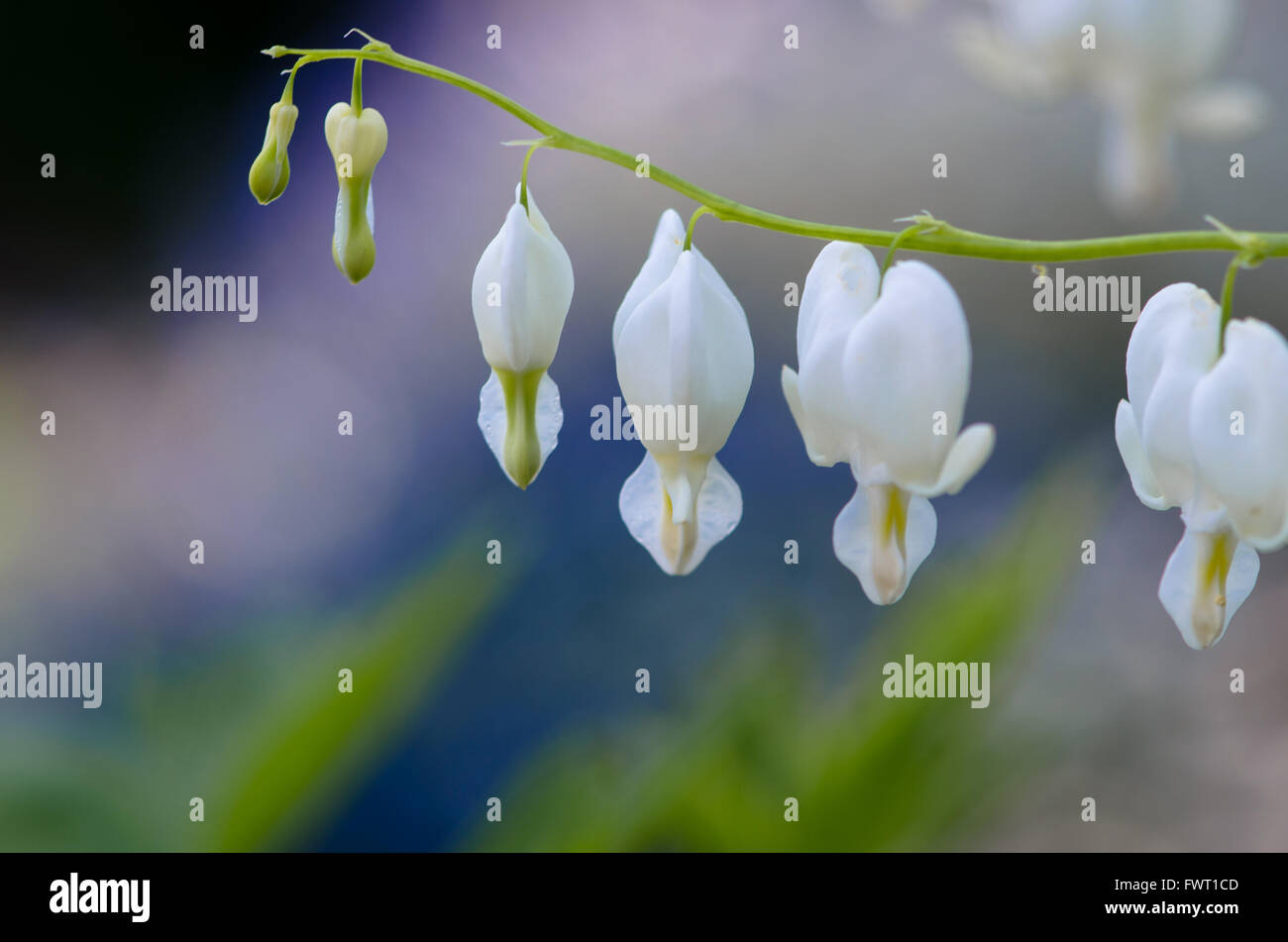 Heart shaped flower hi-res stock photography and images - Alamy