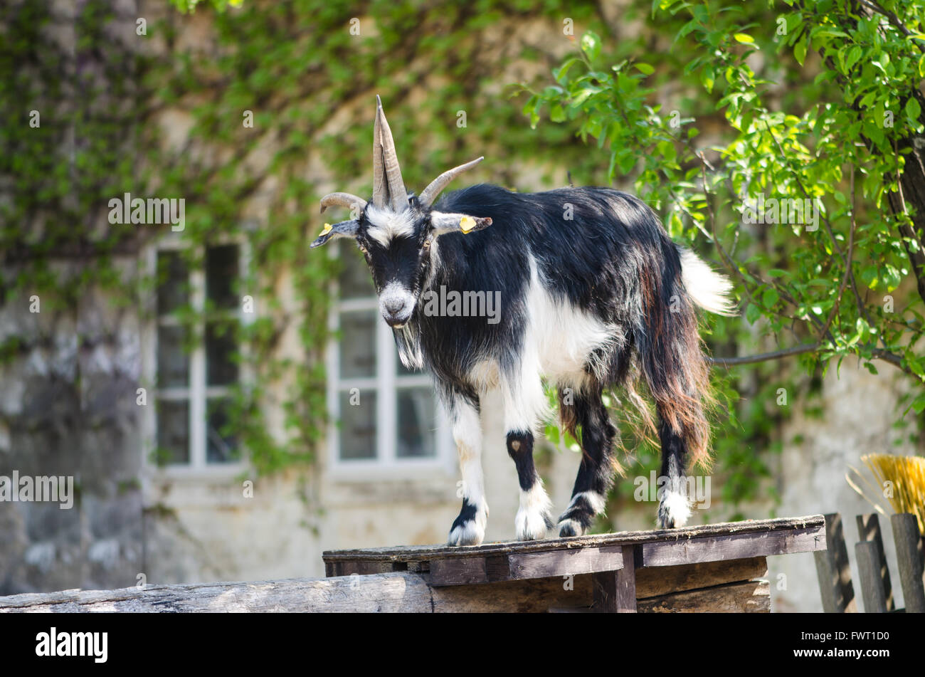 majestic guarding billy goat animal Stock Photo - Alamy